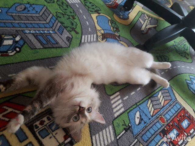 Отдам в добрые руки чудесную кошечку