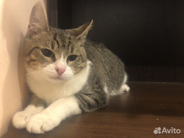 Кот Сэмми 7 месяцев