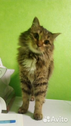 Кошка сибирячка в добрые руки