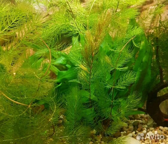 Водоросли роголистник