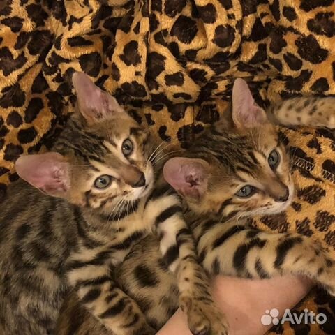 Бенгальские котята, кот, кошка