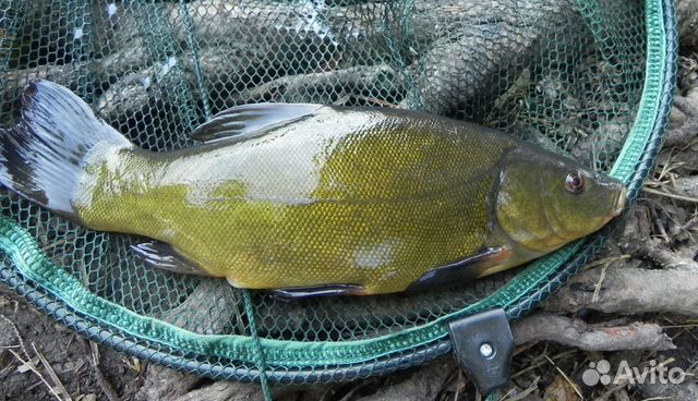 Живая рыба для пруда