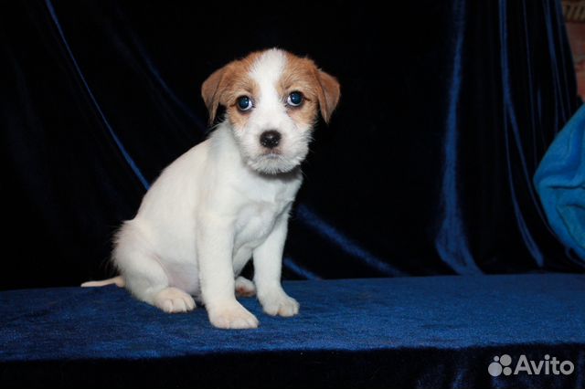 Мальчик джек рассела,РКФ