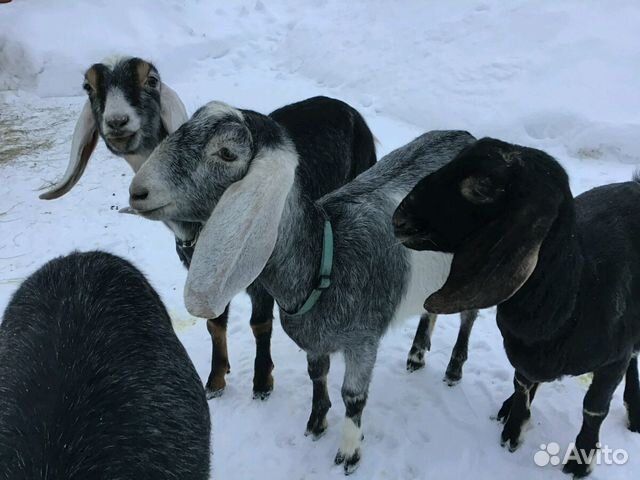 Англо-Нубийские козы 100 подрощенные