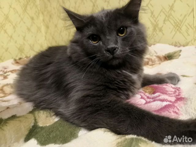 Котенок