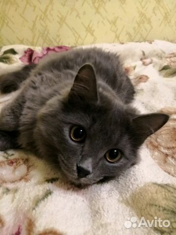 Котенок