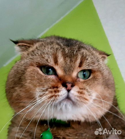 Золотой кот ждет встреч/бронь котят