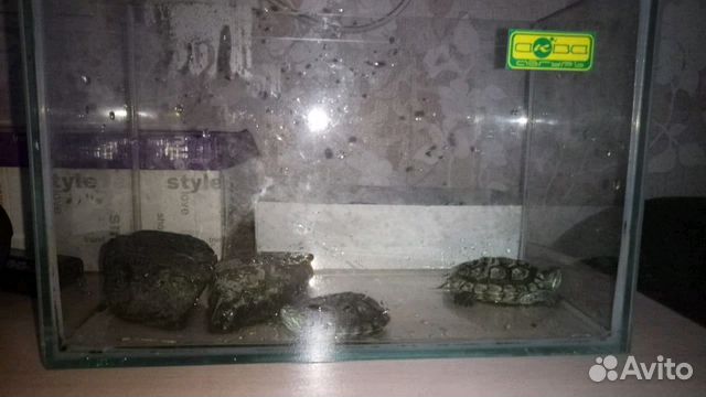 Черепашки