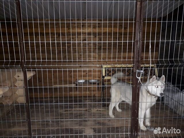 Вязка хаски