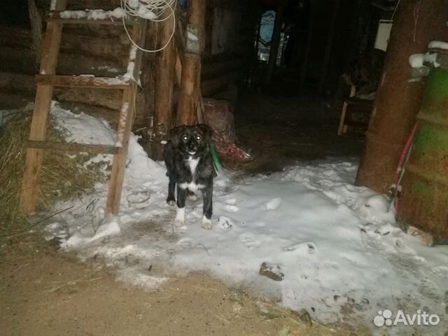 Щенок ньюфаундленда и дворняги