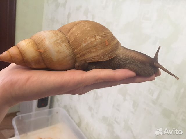 Ахатинская Улитка #вдобрые руки