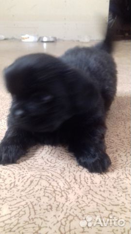 2 девочки пекинеса