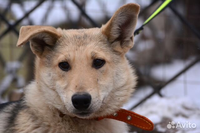 Медвежонок Вольф