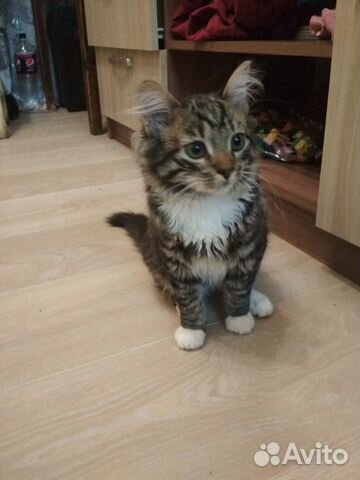 Котенок