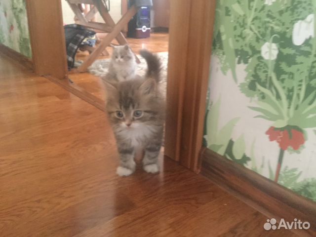 Отдам котёнка в добрые руки