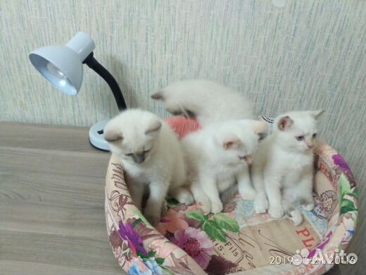 Британские котята редкого окраса