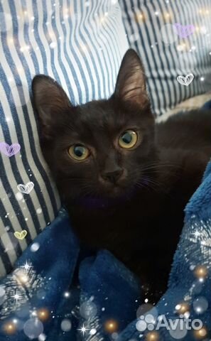 Маленькой Кирюше очень нужна мама котёнок 2,5 мес