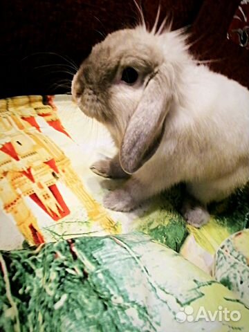 Мальчик ищет девочку