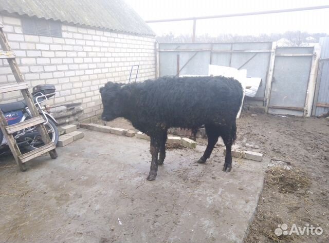 Бычек 9 месяцев