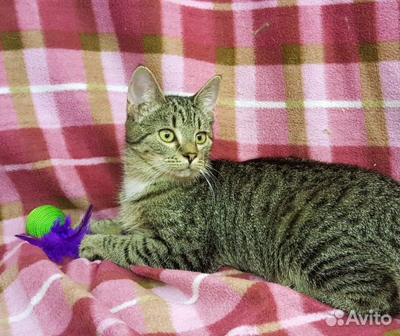 Милая полосаточка