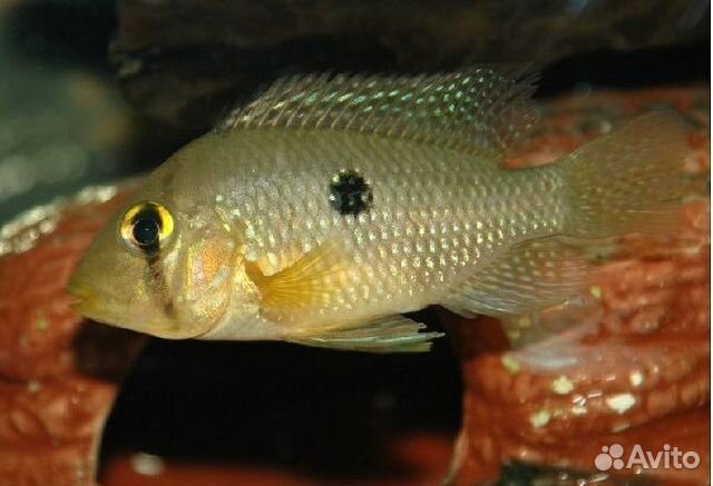 Геофагус Бразильский (самка)