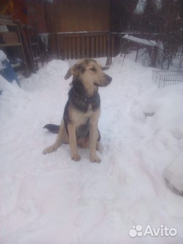 Метис овчарки, дев., 7 мес., в дар