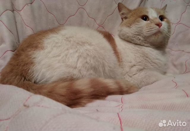 Рыже-белый кот Плюш, принесёт удачу и радость