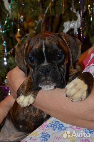 Боксерчики, девочки