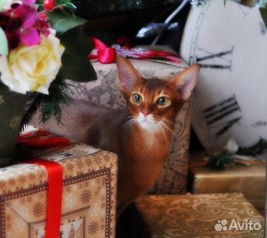 Молодой абиссинский котик