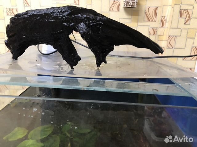 Мангровая коряга