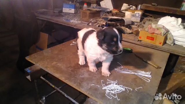 Отдам шенка