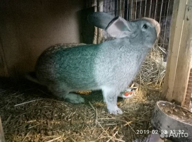 Кролик серый великан