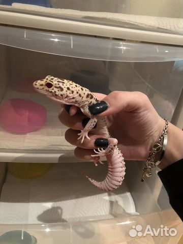 Самка эублефар