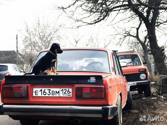 Немецкая овчарка