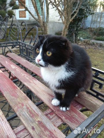 Отдам котика