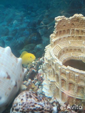 Цихлиды Еллоу