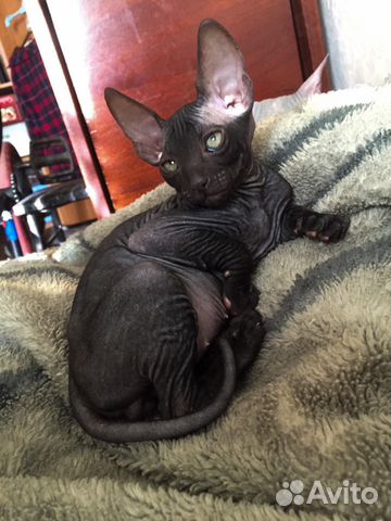 Котёнок Донской сфинкс