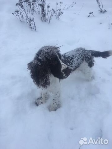 Спаниель спрингер девочка (вязка)