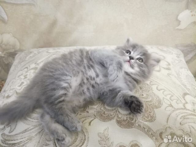 Шотландский мальчик хайленд