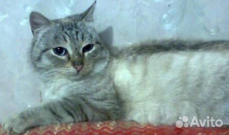 Котик ищет дом