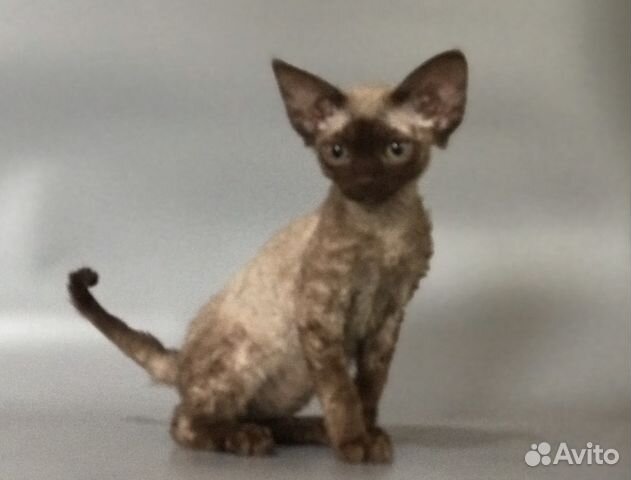 Шоколадная Булочка