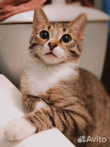 Котенок в добрые руки