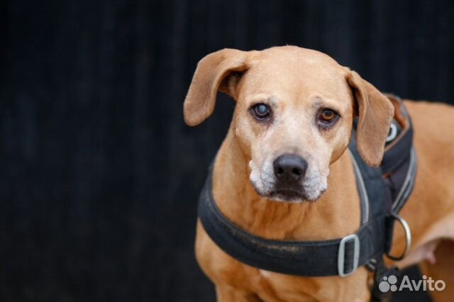 Старушка Матильда в добрые руки