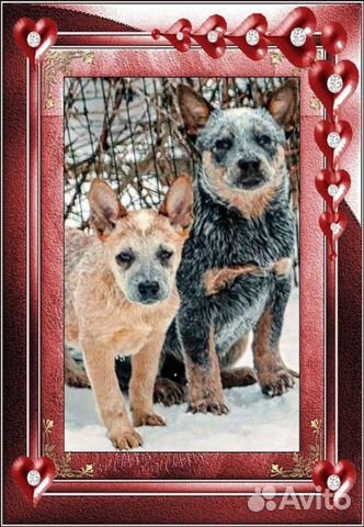 Щенки Австралийского Хилера - 4 месяцев