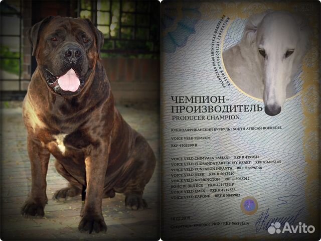 Щенки от Чемпиона производителя