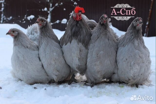 Орпингтоны pearlwhite, лаванда, шоколад, черные