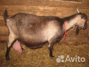 Нубийские и альпийские козочки