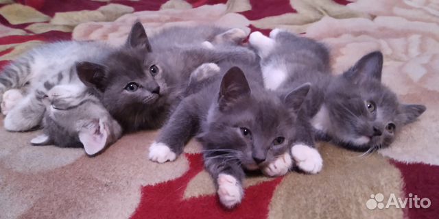Котята хорошим людям