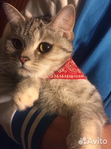 Милая молодая кошечка