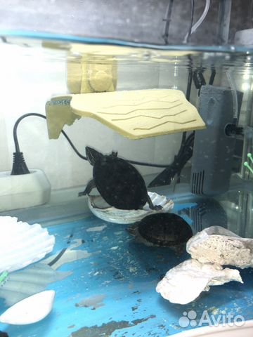 Черепаха мускусная